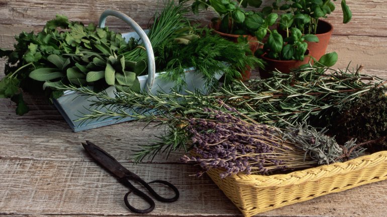 Heilpflanzen: Wie wirkt Phytotherapie?