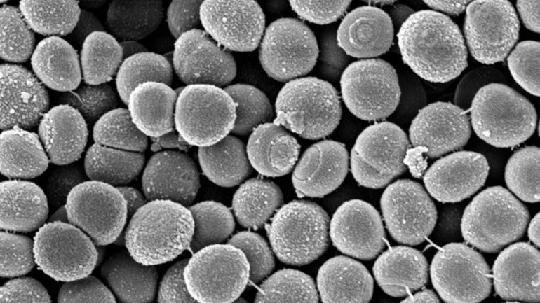 MRSA Keim: Übertragung & Symptome