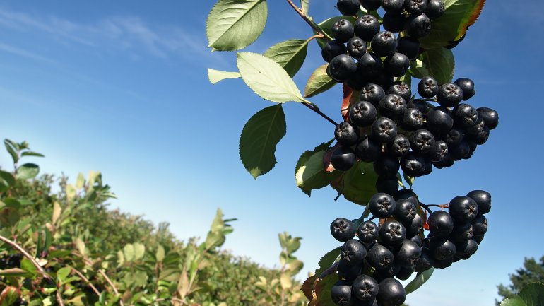 Aroniabeere - die Apfelbeere enthält viele Antioxidantien