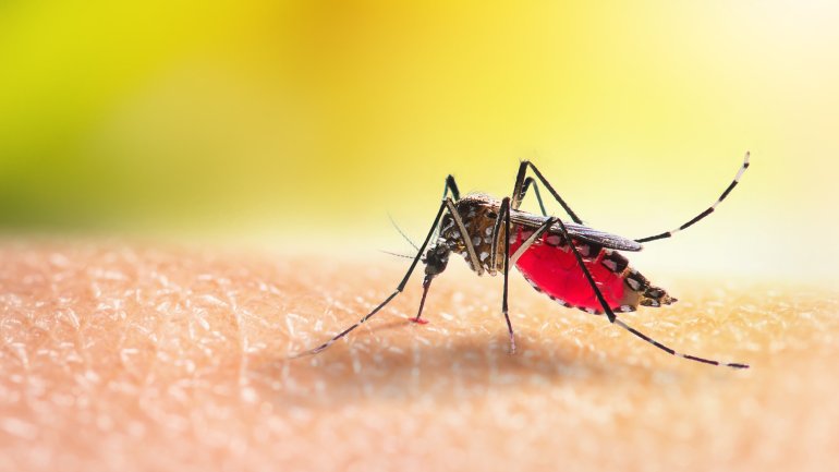 Malaria: Symptome und Prophylaxe mit Tabletten