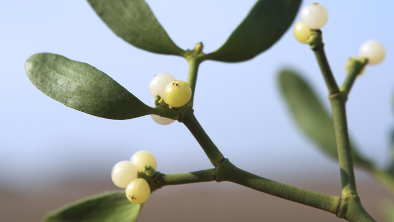 Mistel und Misteltherapie